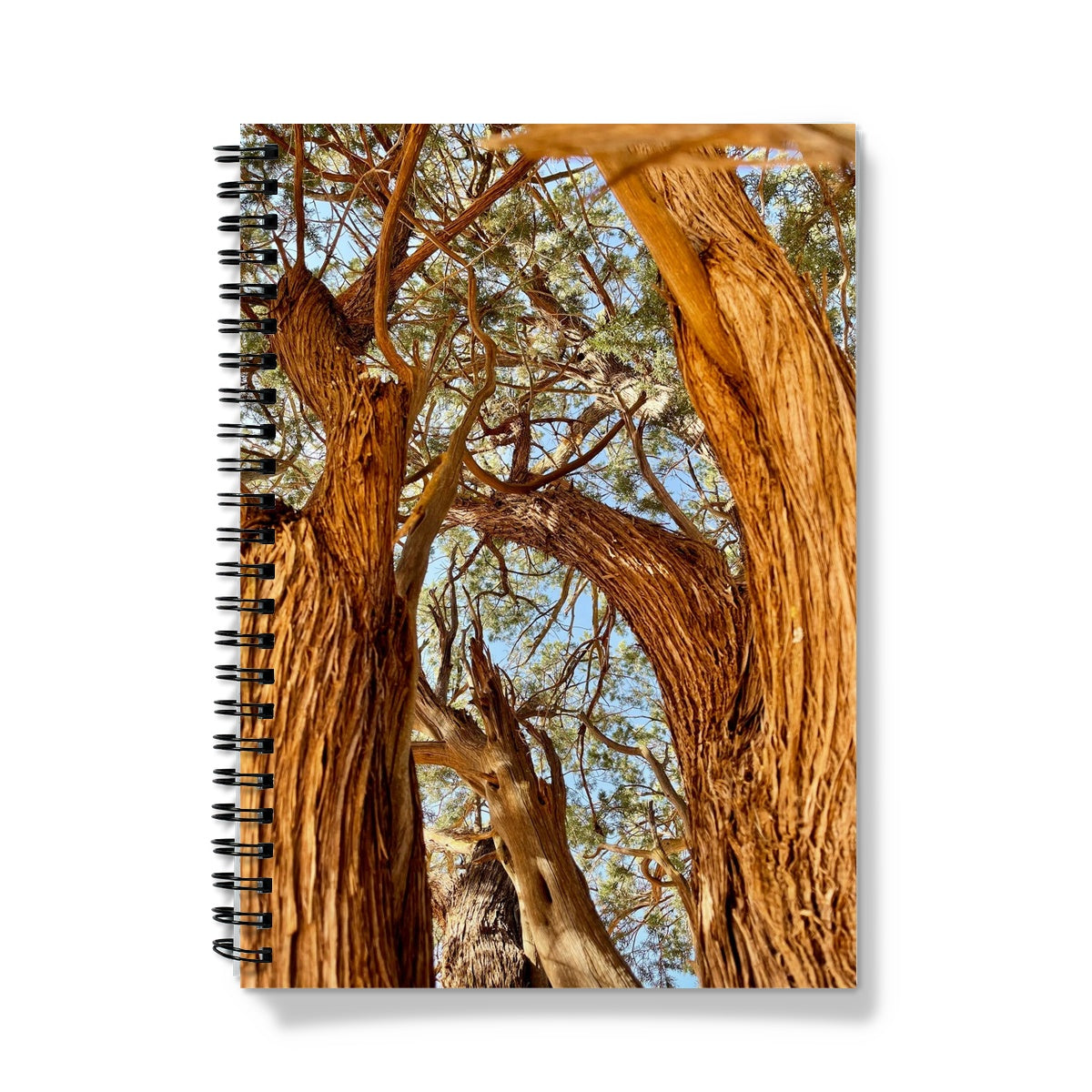 The Soul Tree – Holistic Health and Happiness